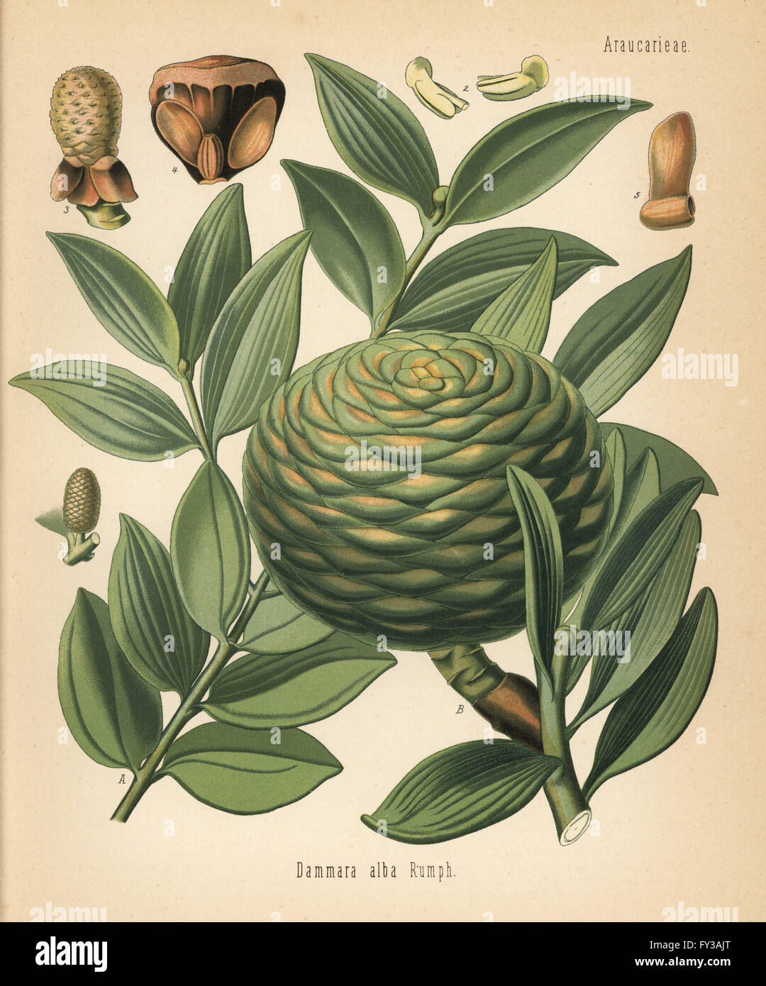 Dammar gum tree, Agathis dammara (Dammara alba). Chromolithograph after ...