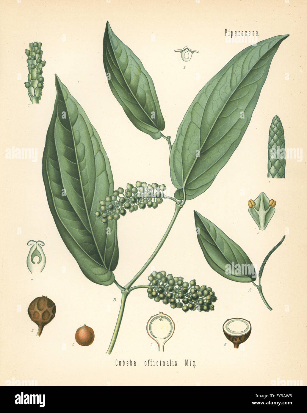 Cubeba officinalis hi-res stock photography and images - Alamy