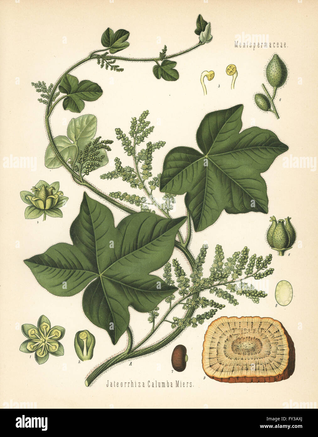 Calumba, Jateorhiza palmata (Jateorrhiza calumba). Chromolithograph ...