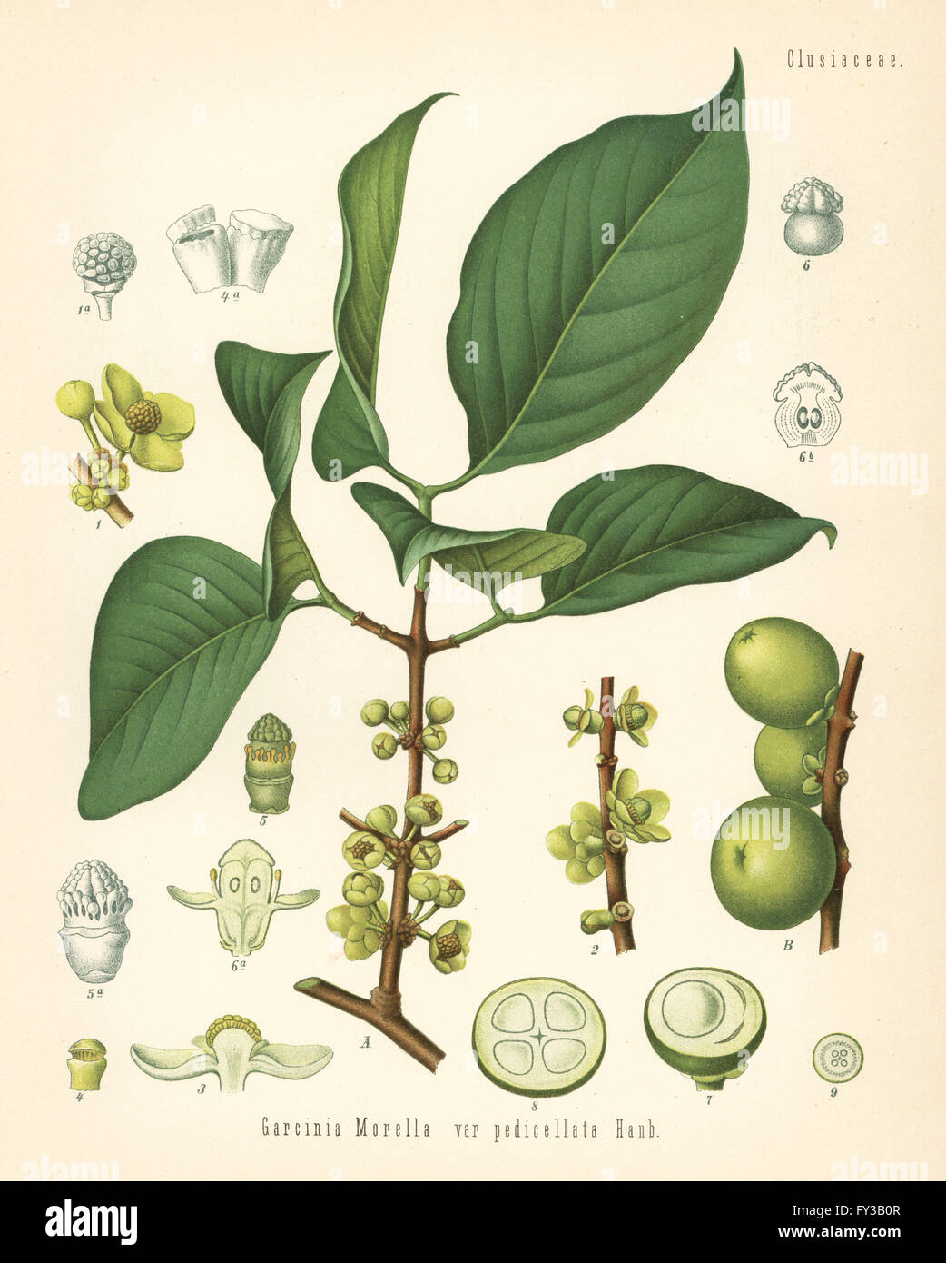 Indian gamboge tree hi-res stock photography and images - Alamy