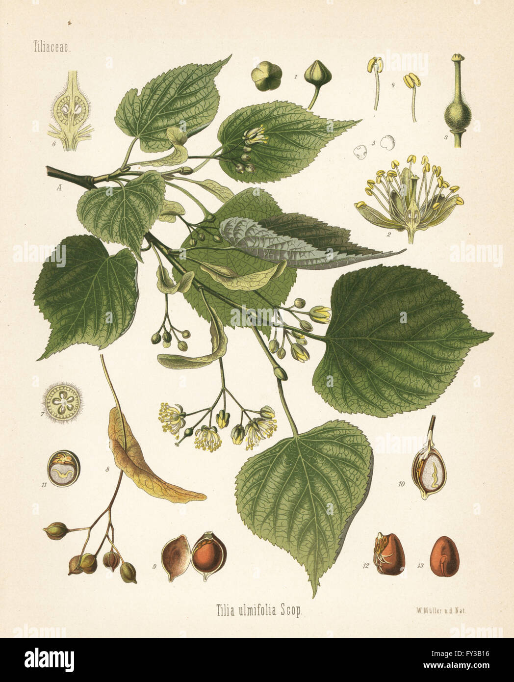 Tilia ulmifolia hi-res stock photography and images - Alamy