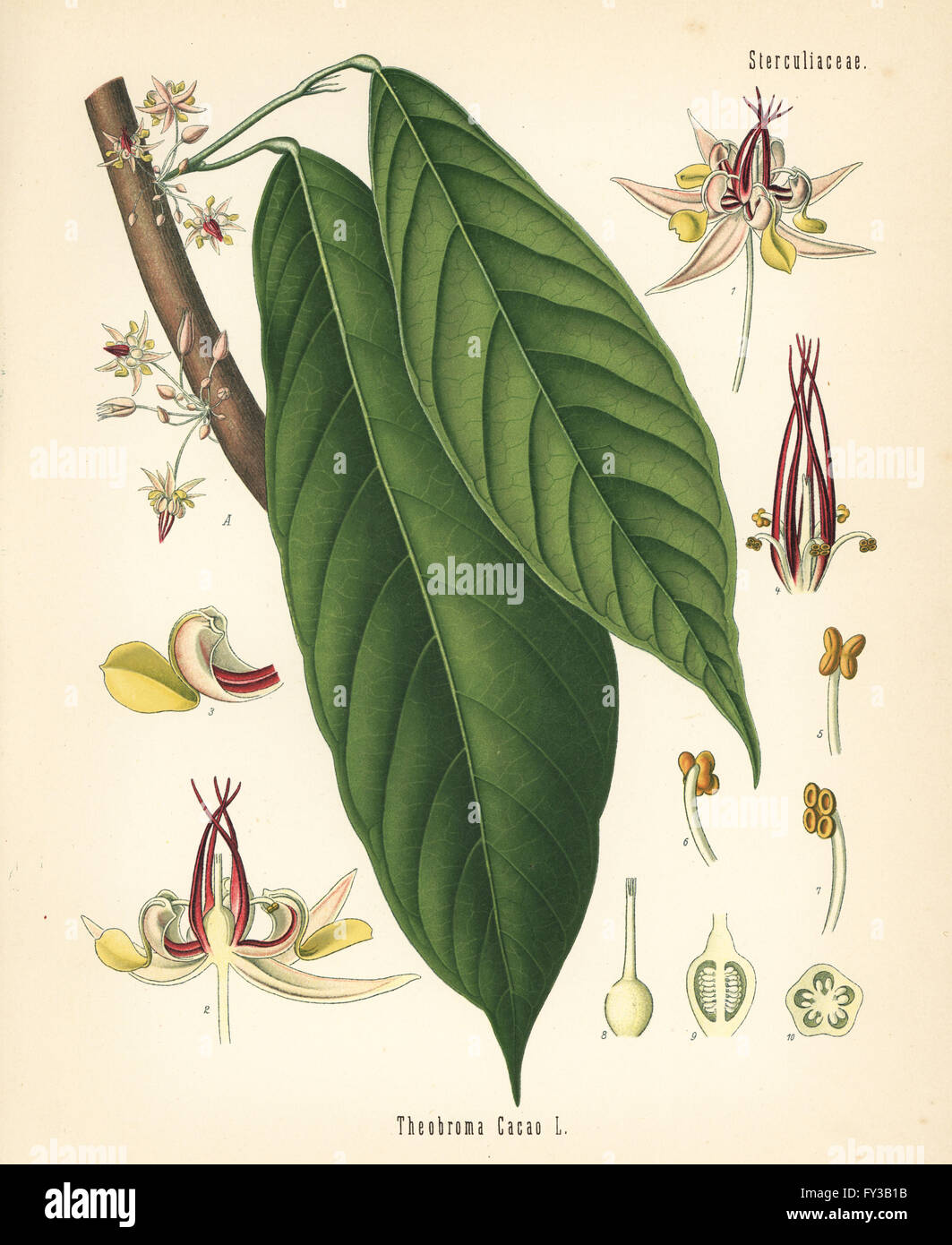 Cocoa or cacao leaf, Theobroma cacao. Chromolithograph after a ...