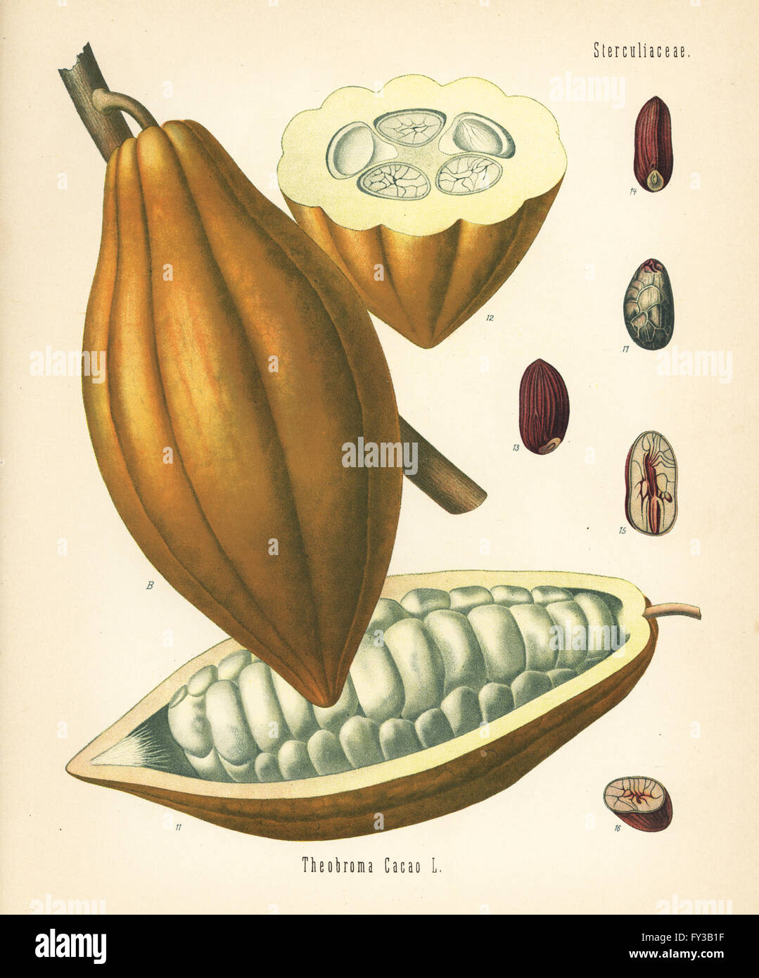 Cocoa or cacao bean, Theobroma cacao. Chromolithograph after a ...