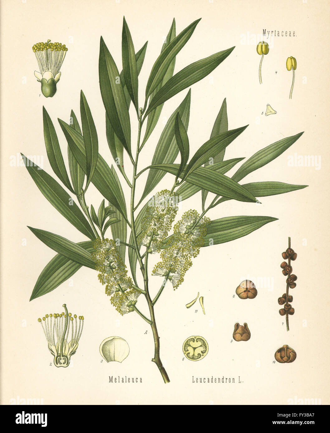 Cajuput or white samet, Melaleuca cajuputi. Chromolithograph after a ...
