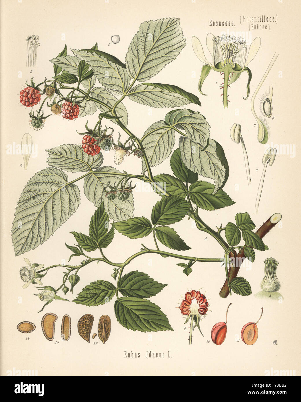 Raspberry, Rubus idaeus. Chromolithograph after a botanical ...