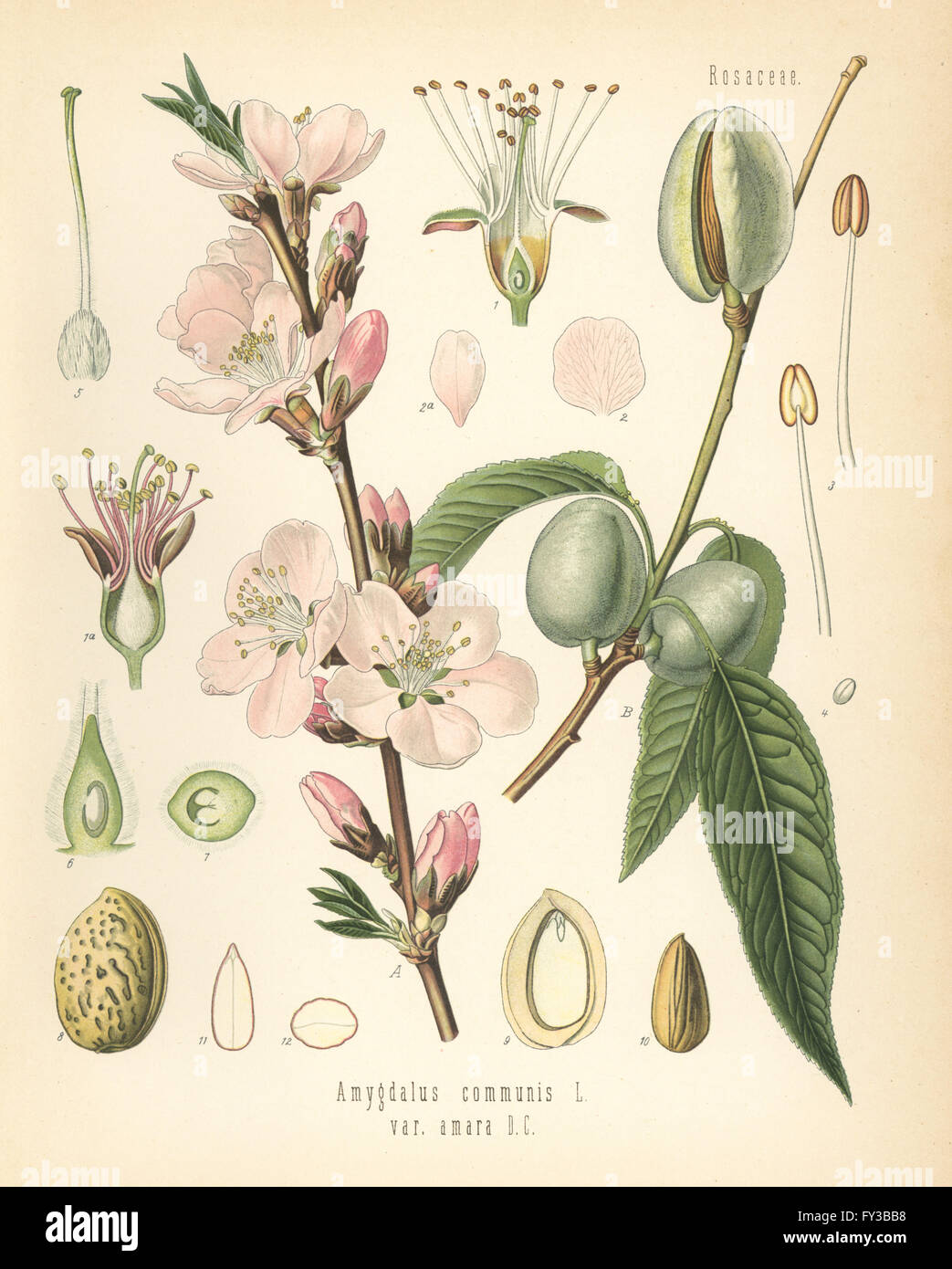 Amygdalus communis var amara hi-res stock photography and images - Alamy