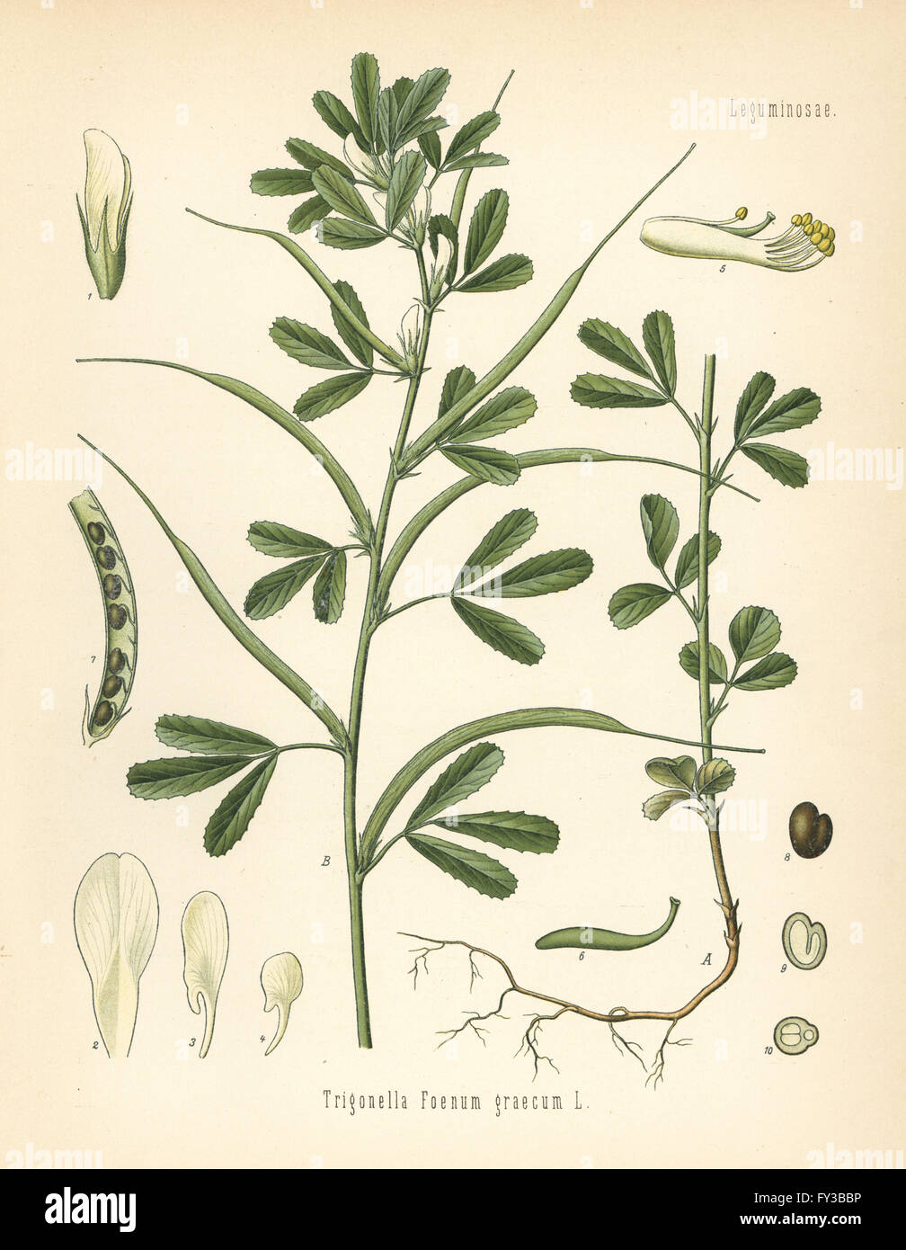 Fenugreek, Trigonella foenum-graecum. Chromolithograph after a ...