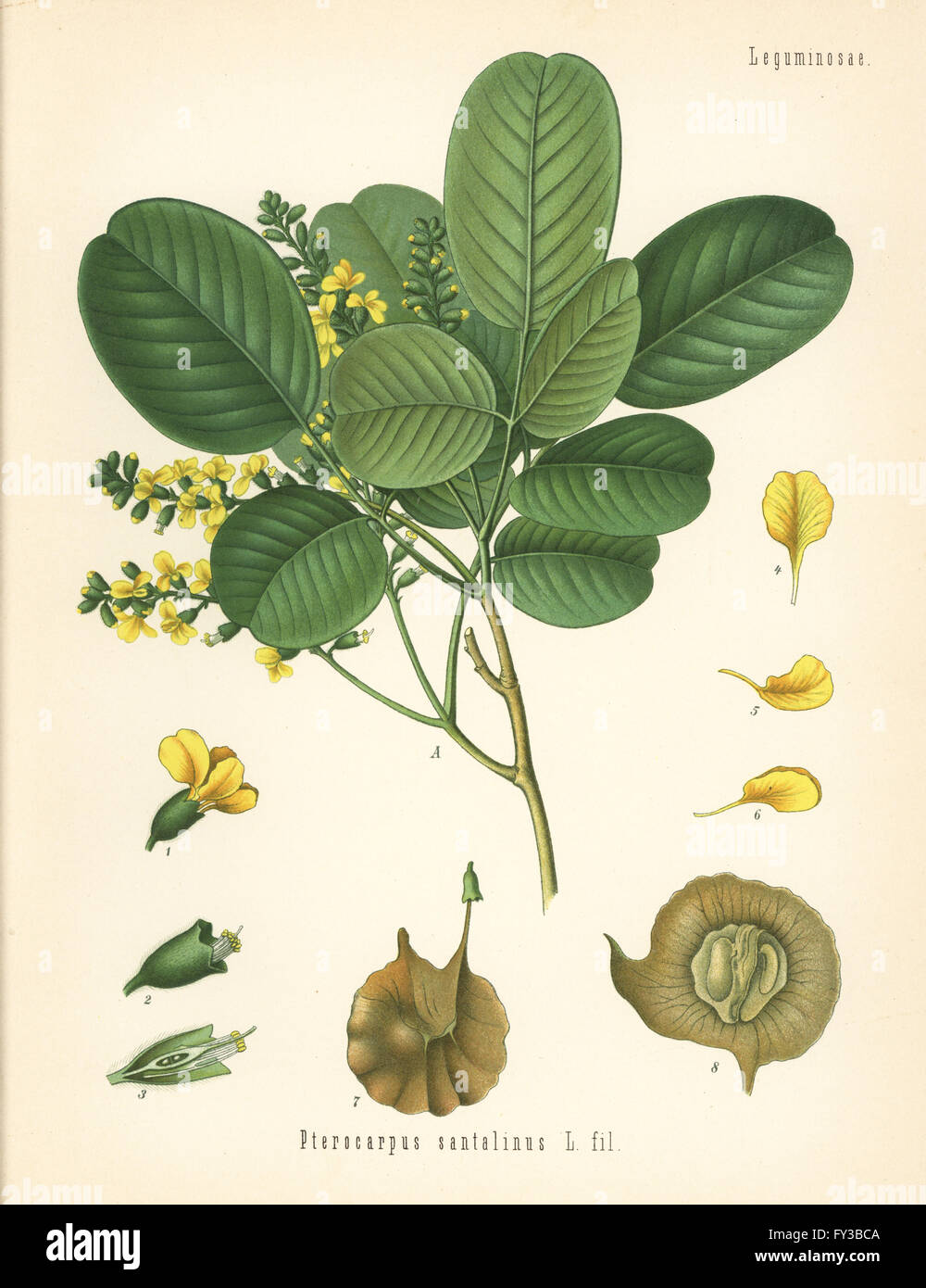 Red sanders or red sandalwood, Pterocarpus santalinus. Chromolithograph ...