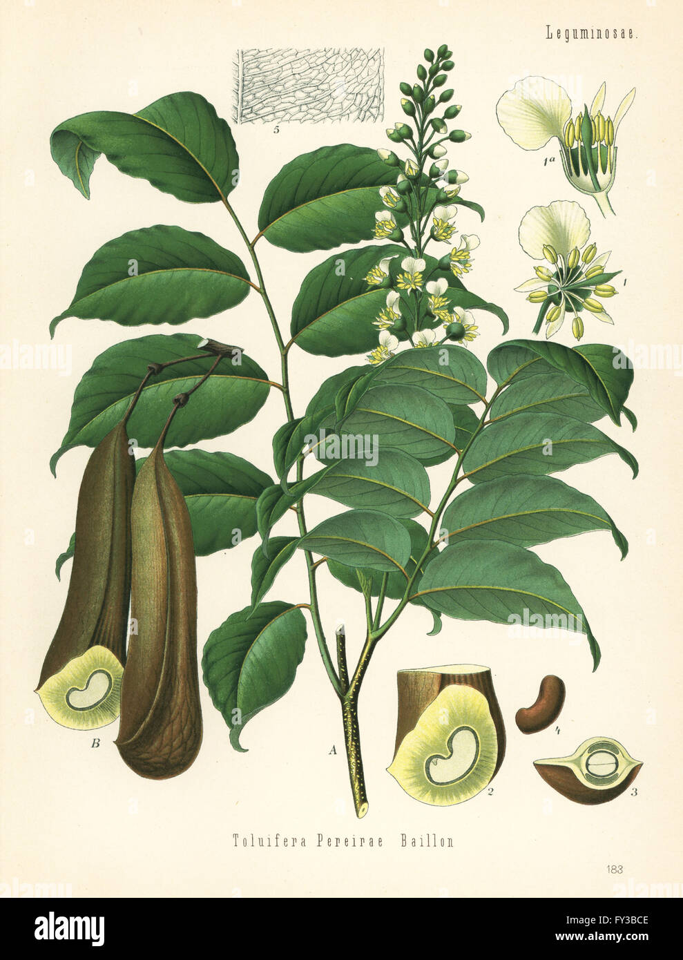 Balsam of Peru, Myroxylon balsamum var. pereirae (Toluifera pereirae ...
