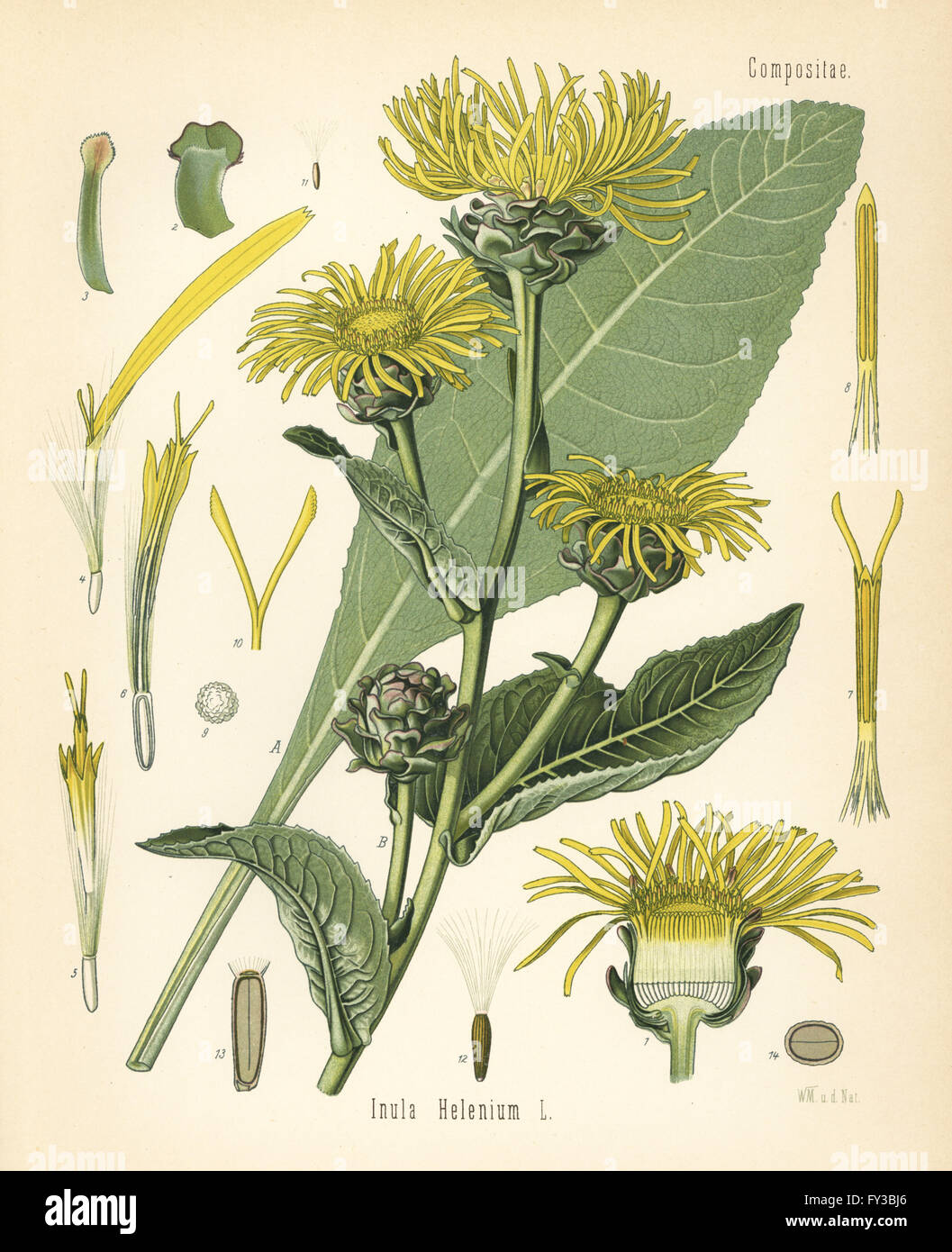 Elecampane or horseheal, Inula helenium. Chromolithograph after a ...