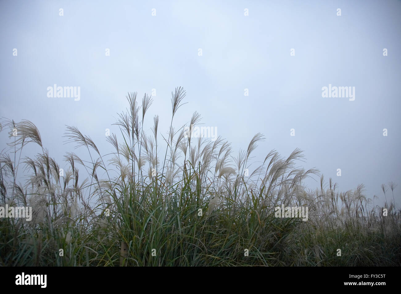 Reed Marsh Park Stock Photo - Alamy