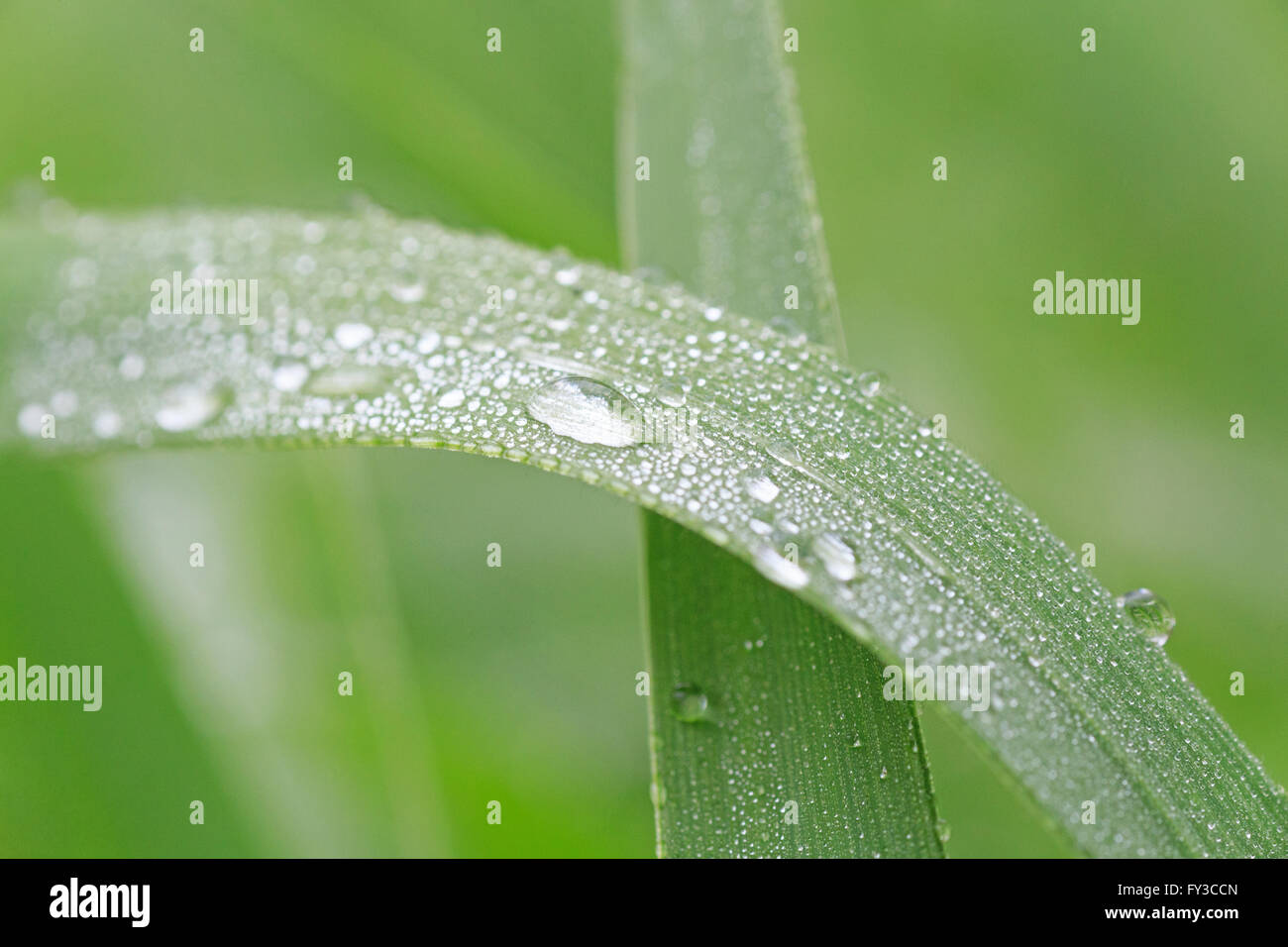 close up of dew drops on blade Stock Photo - Alamy