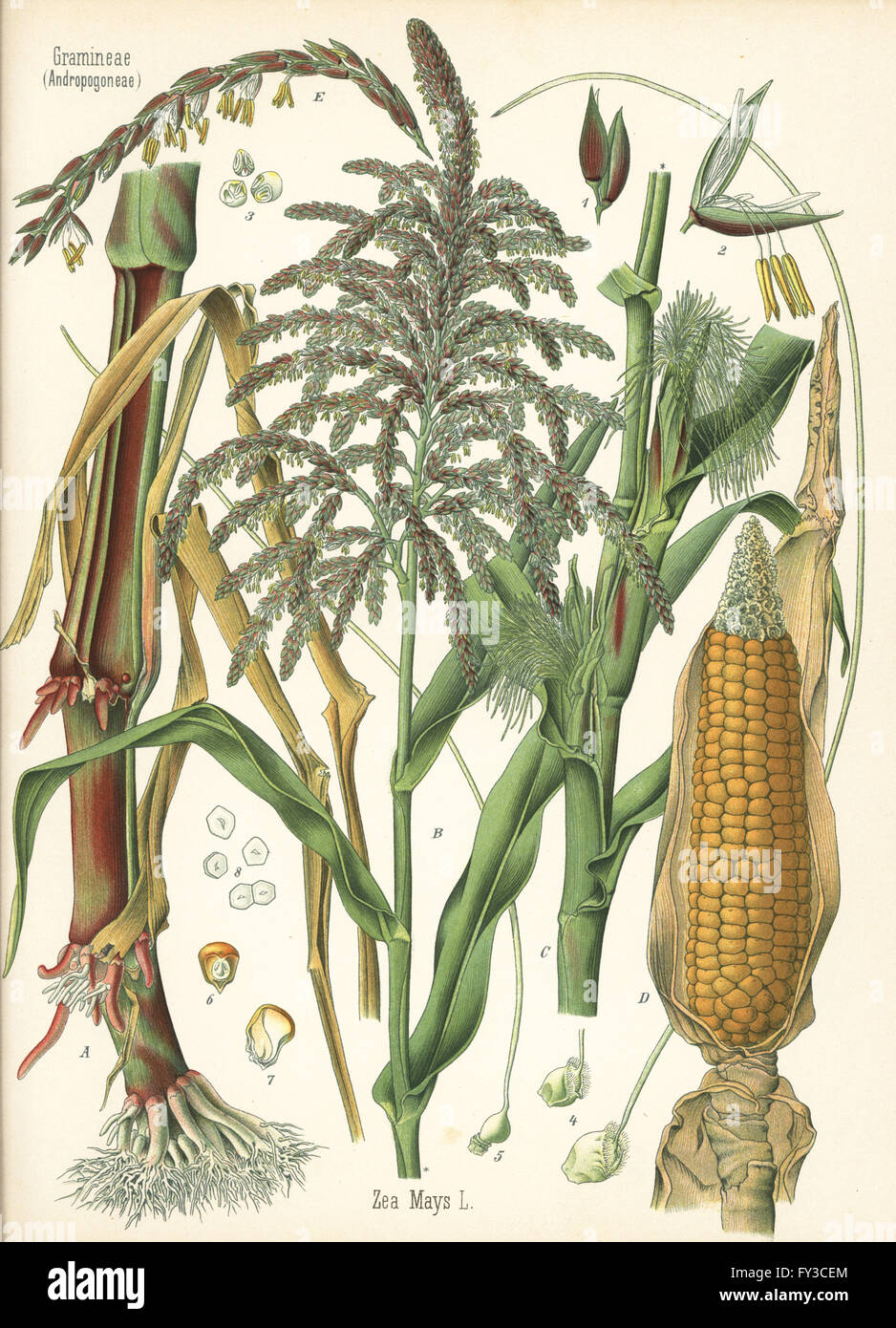 Maize or corn, Zea mays. Chromolithograph after a botanical ...