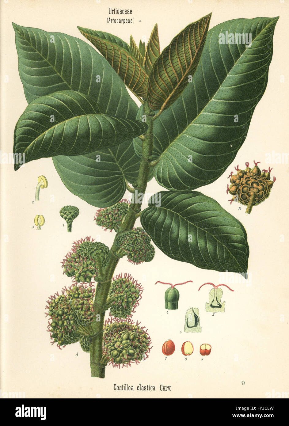 Panama rubber tree, Castilla elastica. Chromolithograph after a ...