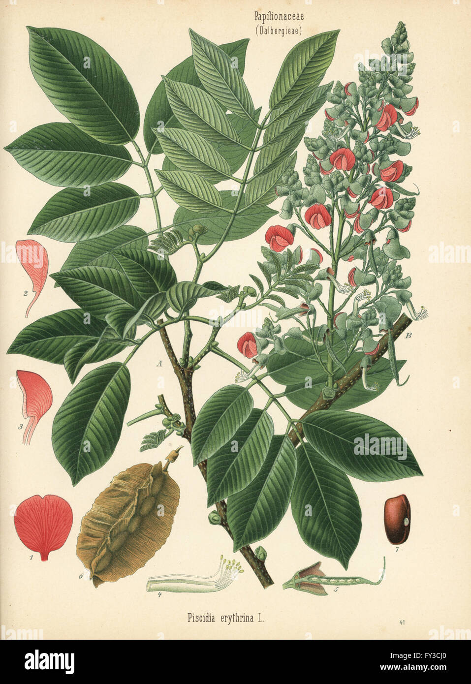 Florida fishpoison tree hi-res stock photography and images - Alamy