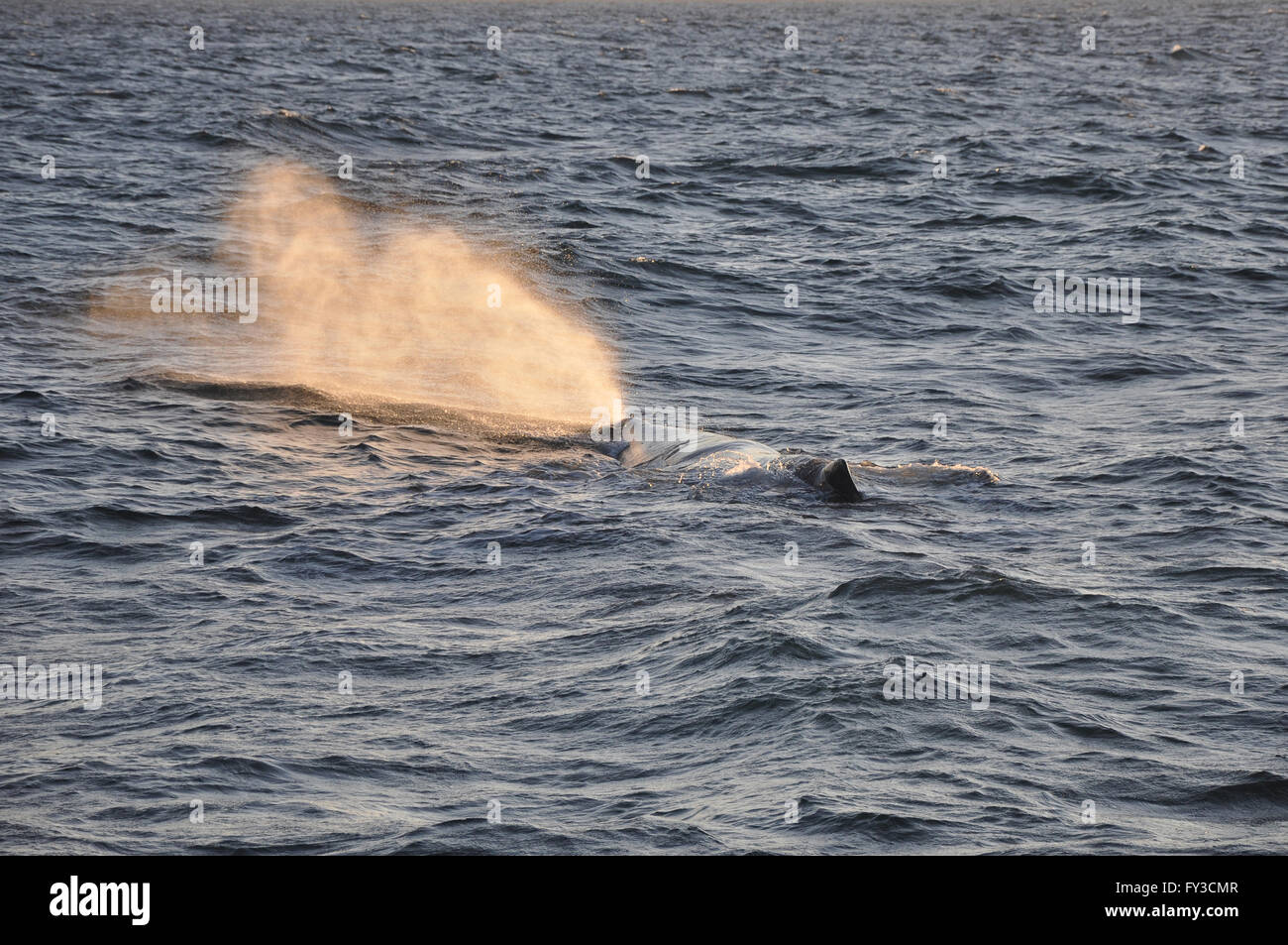 Whale blowing spray hi-res stock photography and images - Alamy