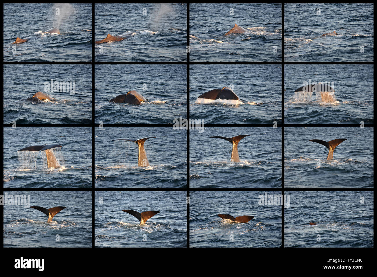 whale tail sequences shoot Stock Photo - Alamy