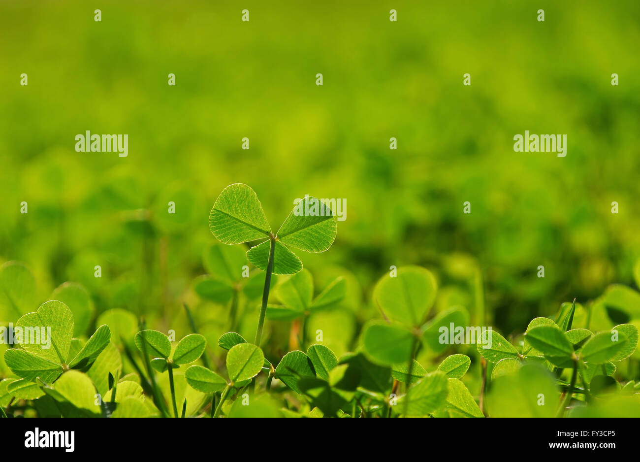 New young clover leaves in fresh green spring grass with sunshine back ...