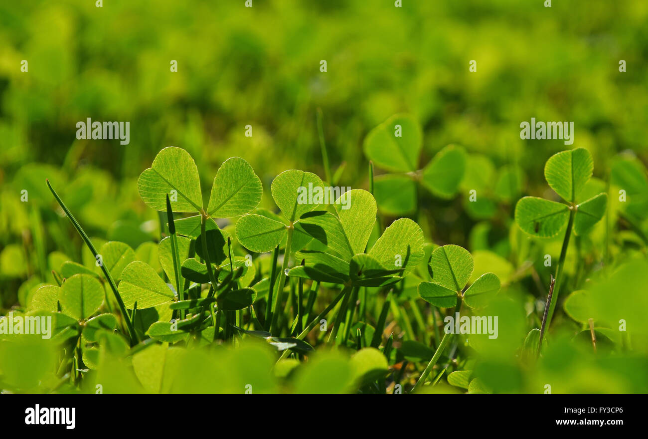 New young clover leaves in fresh green spring grass with sunshine back ...