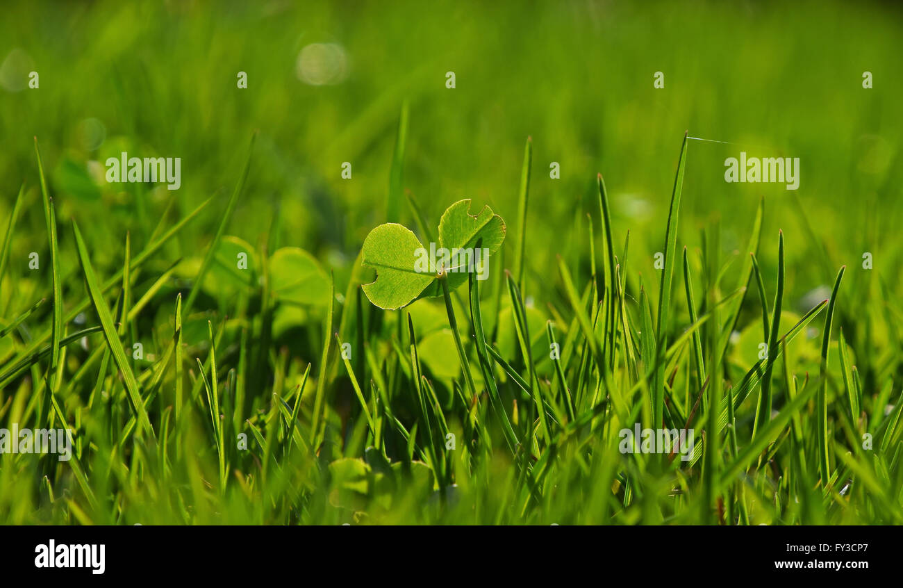 New young clover leaves in fresh green spring grass with sunshine back ...