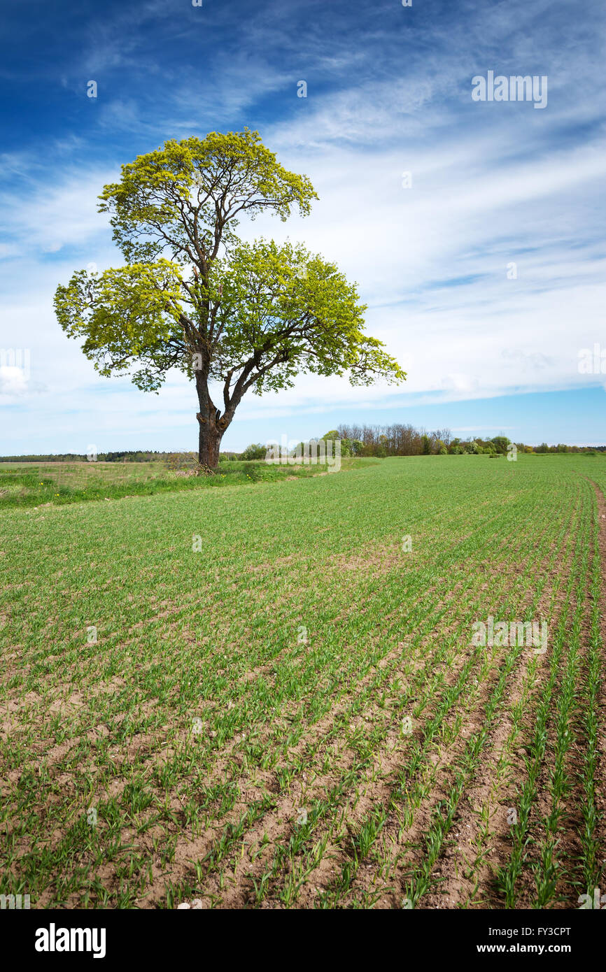 Lonely tree in spring hi-res stock photography and images - Alamy