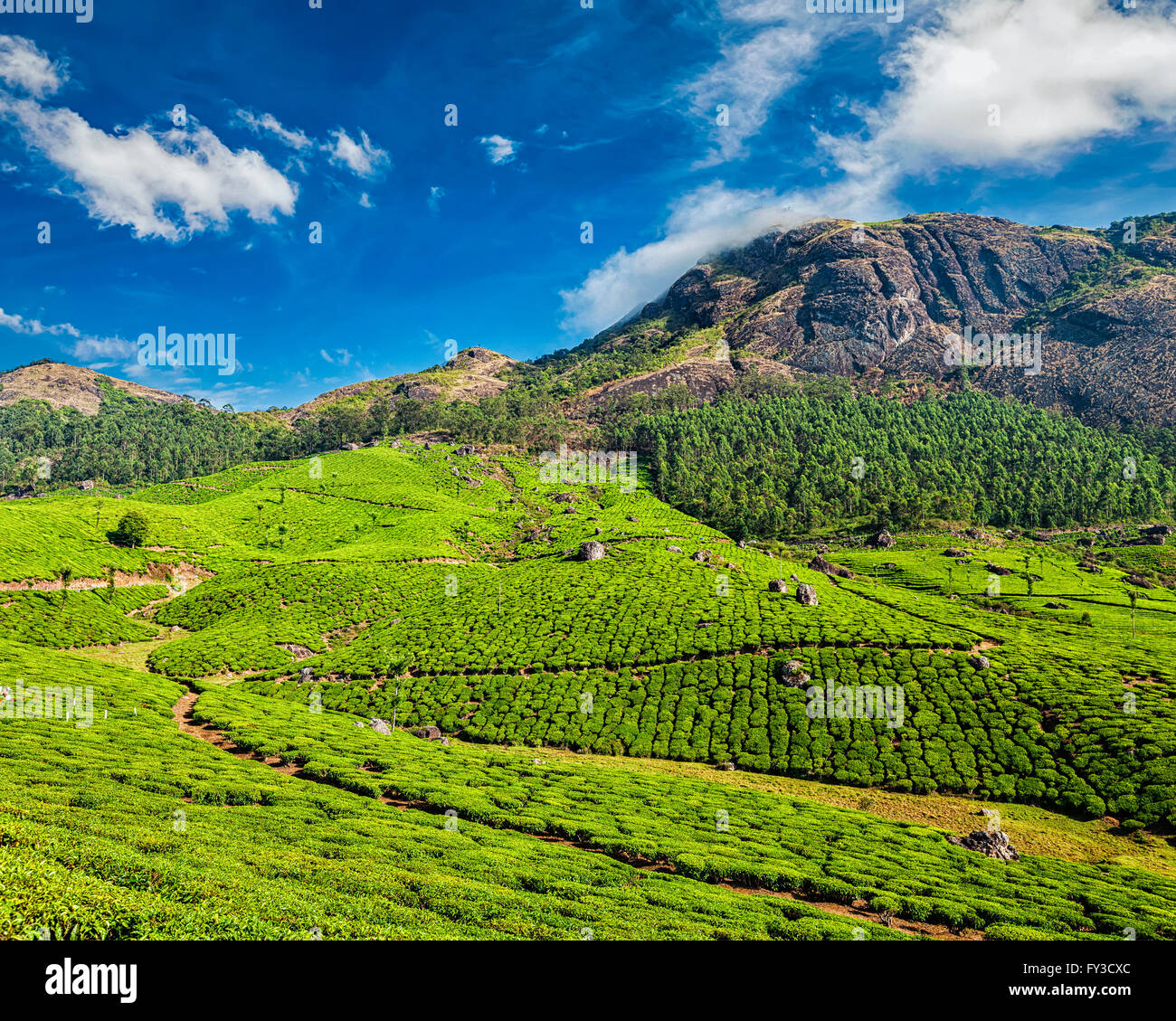 Tea plantations, Munnar, Kerala state, India Stock Photo - Alamy