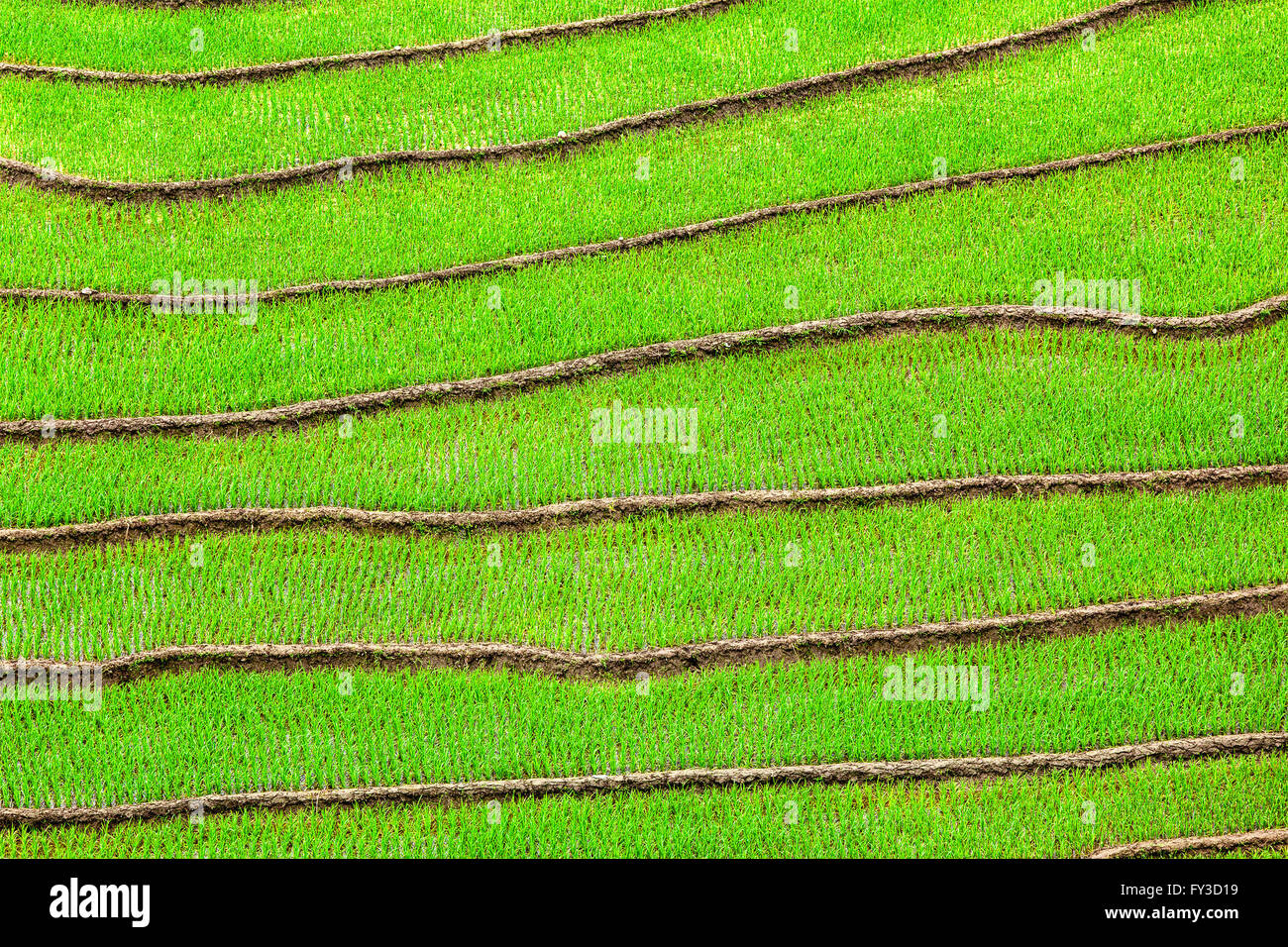 Rice field hi-res stock photography and images - Alamy