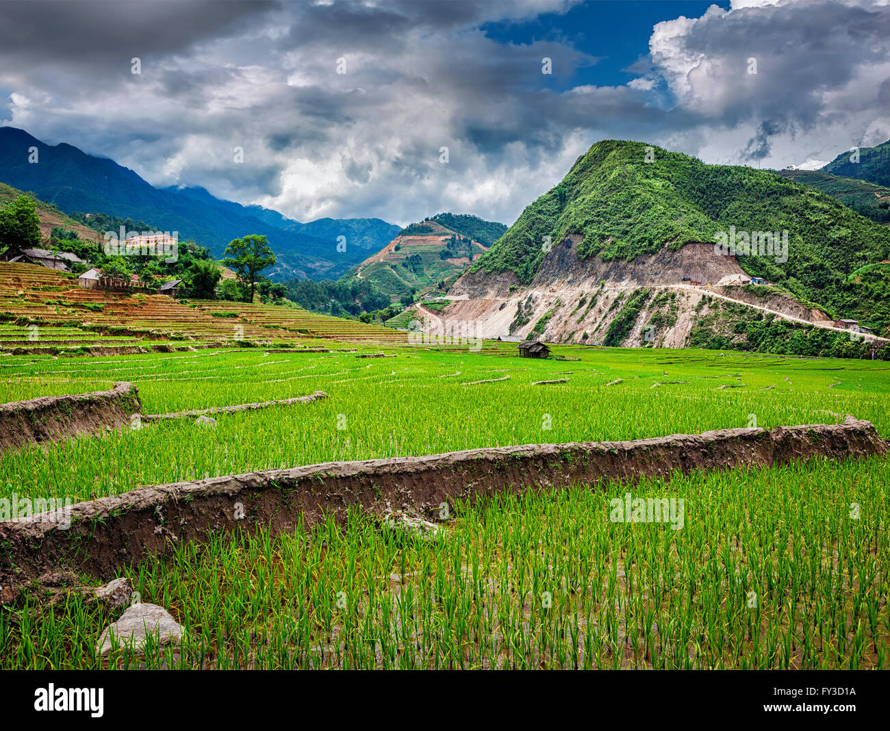 Rice plantations. Vietnam Stock Photo - Alamy