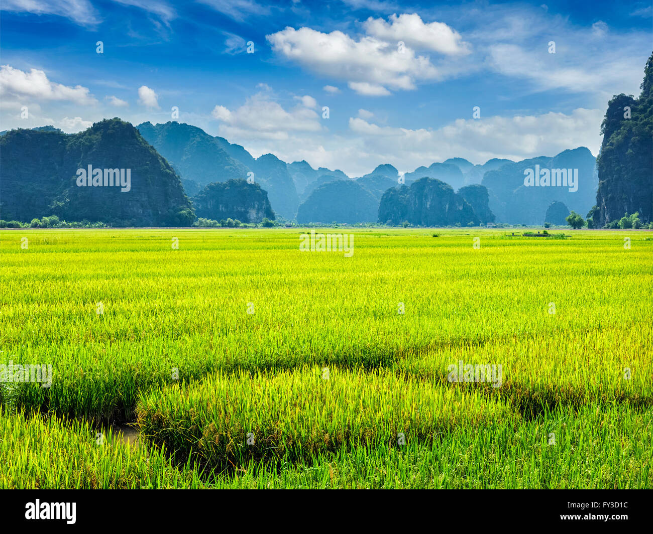Rice field. Mui Ne Stock Photo - Alamy