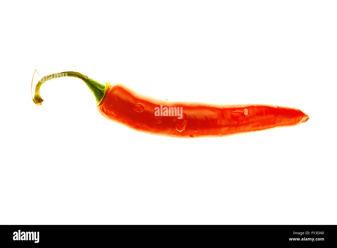 single chili with water drops on white background Stock Photo - Alamy