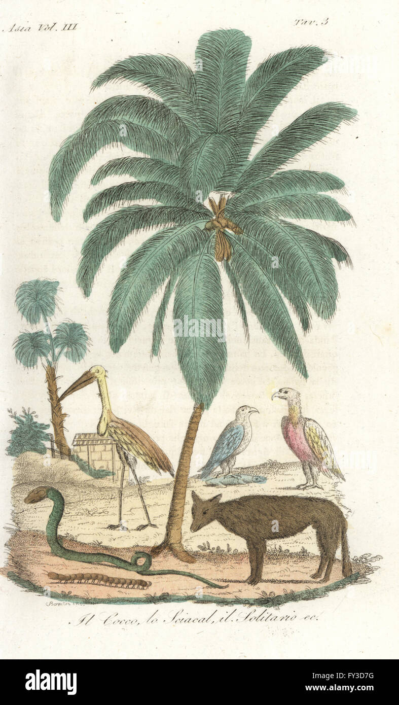 Coconut palm tree, jackal, adjutant stork, vulture, cobra, kite, and ...