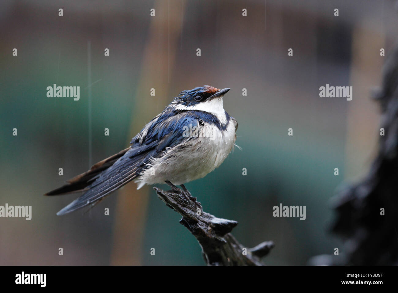 Wet songbird in rain sitting on a branch Stock Photo - Alamy