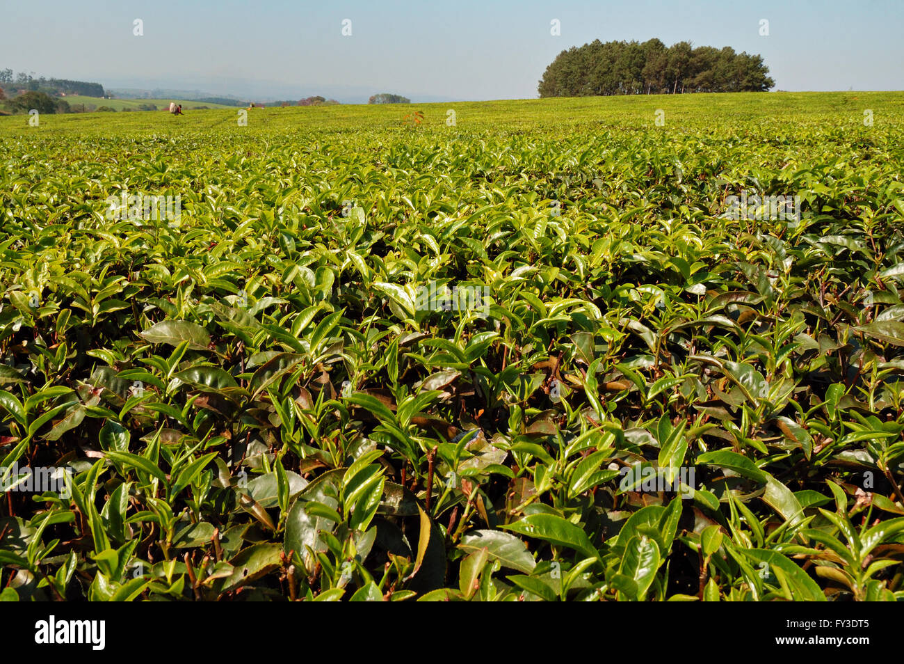 Tea estates in the area of Thyolo, Southern Region, Malawi Stock Photo ...