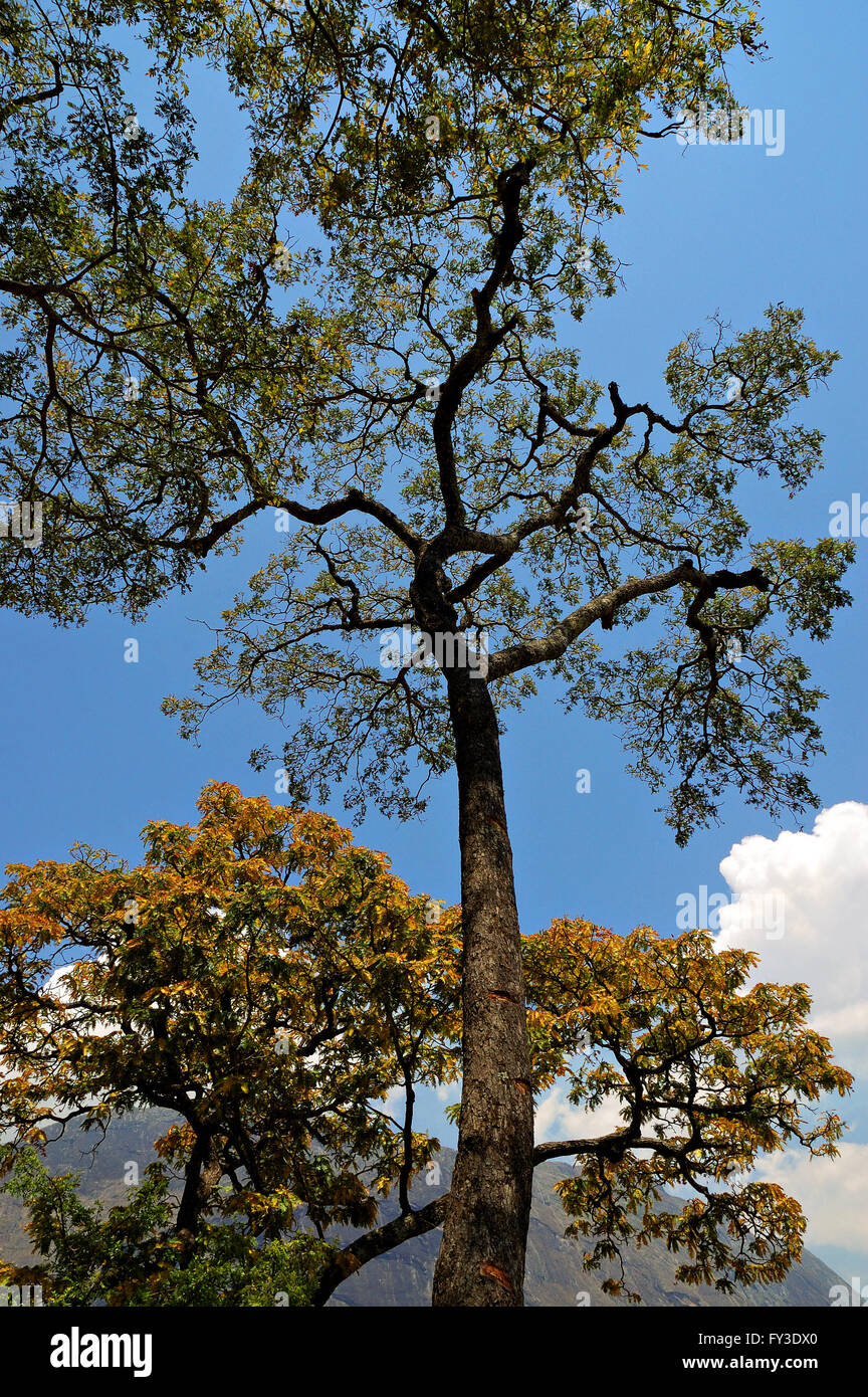 Trees on the lower slopes of Mulanje massif, Malawi Stock Photo - Alamy