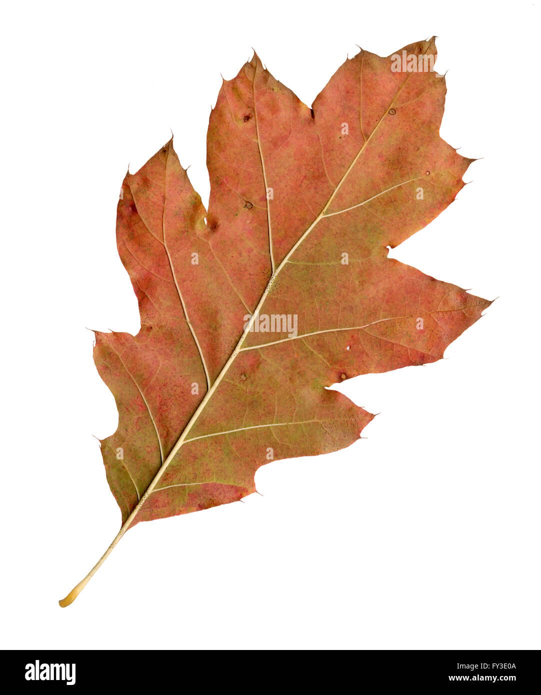 Under an oak tree Cut Out Stock Images & Pictures - Alamy