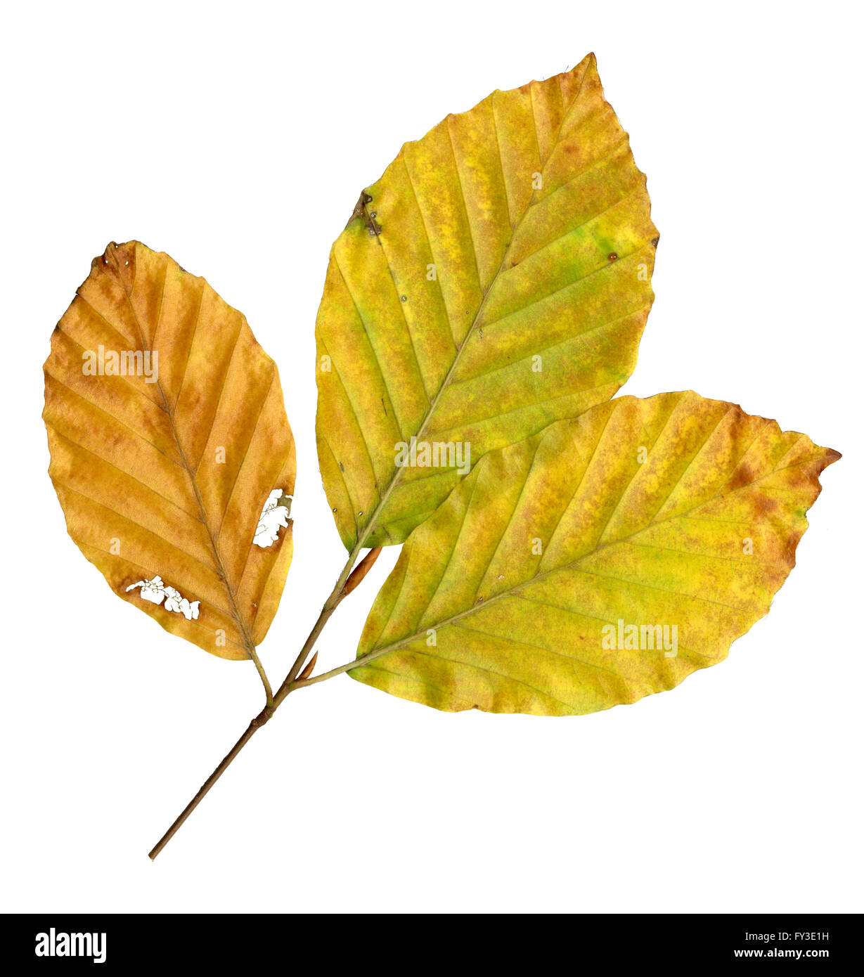 Beech tree fagus sylvatica leaf Cut Out Stock Images & Pictures - Alamy