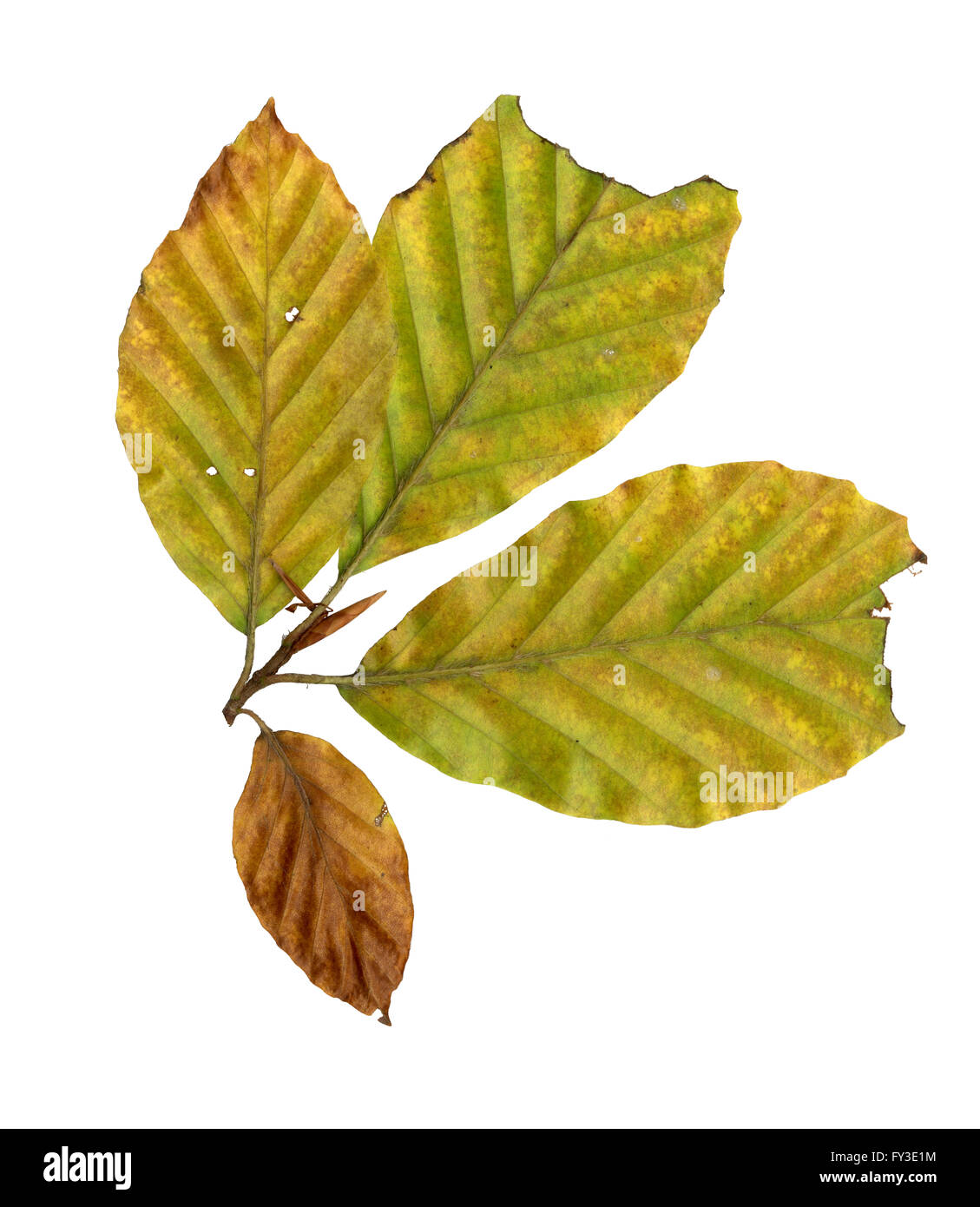 Beech Leaf Vein High Resolution Stock Photography and Images - Alamy