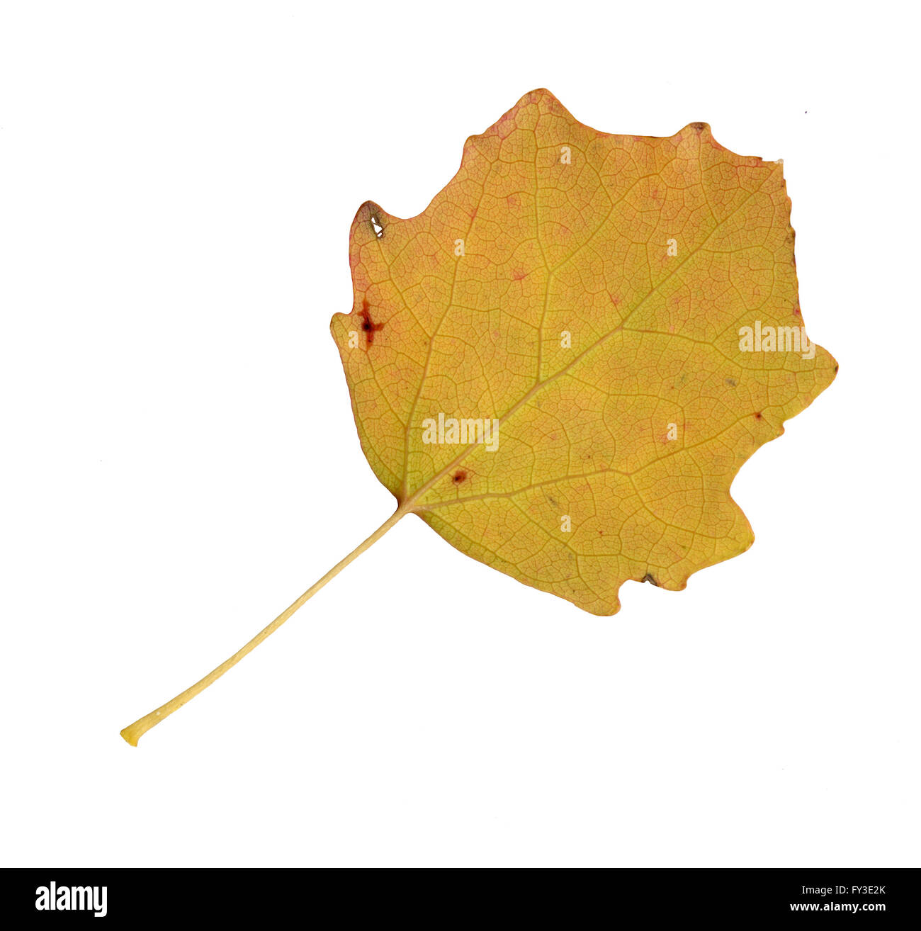 White undersurface hi-res stock photography and images - Alamy