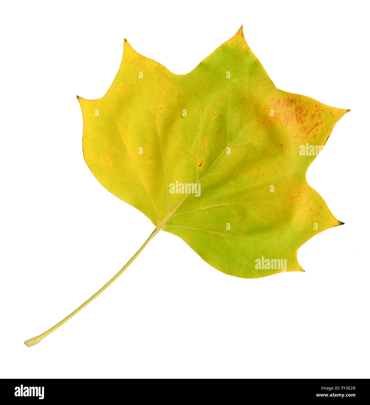 Tulip Tree Leaf