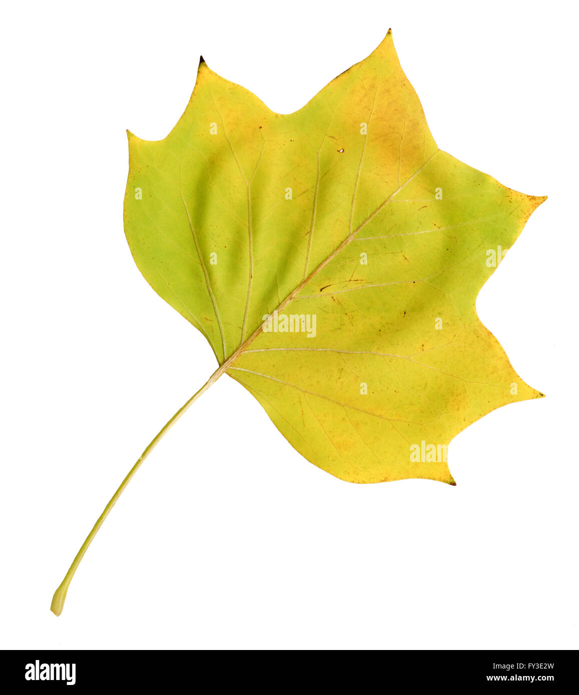 Tulip poplar leaf hi-res stock photography and images - Alamy