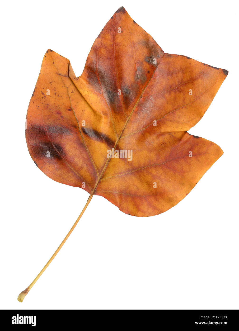 Autumn leaf of a tulip tree, top surface, Liriodendron tulipifera Stock ...