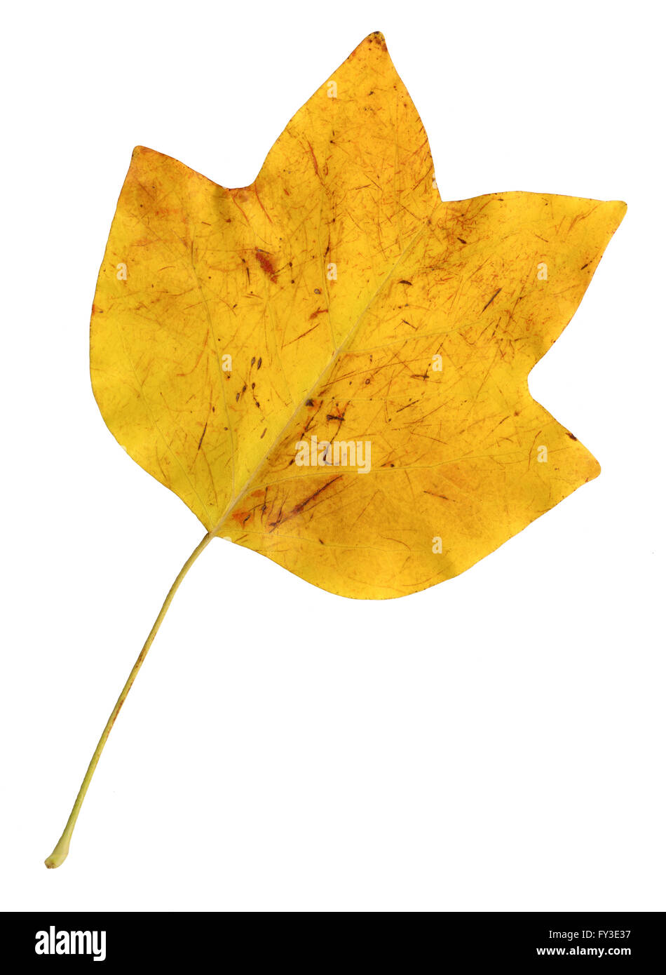 Autumn leaf of a tulip tree, top surface, Liriodendron tulipifera Stock ...