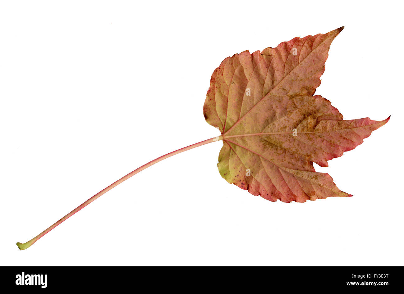 Boston ivy hi-res stock photography and images - Alamy