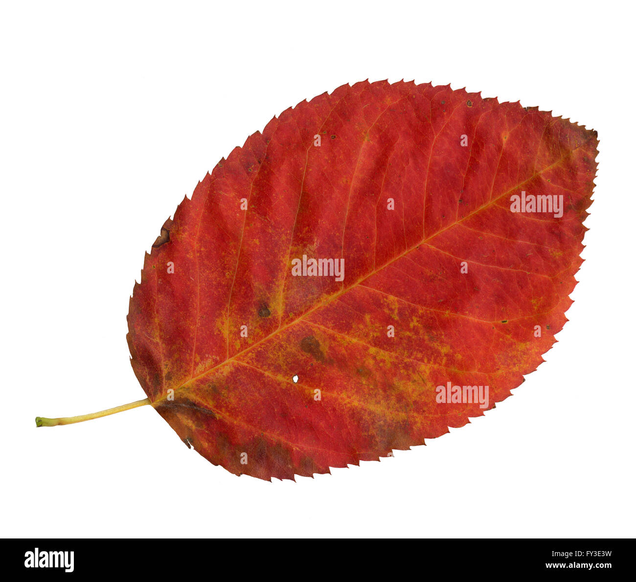 Upper surface of a leaf of the Snowy Mespilus in autumn, Amelanchier ...