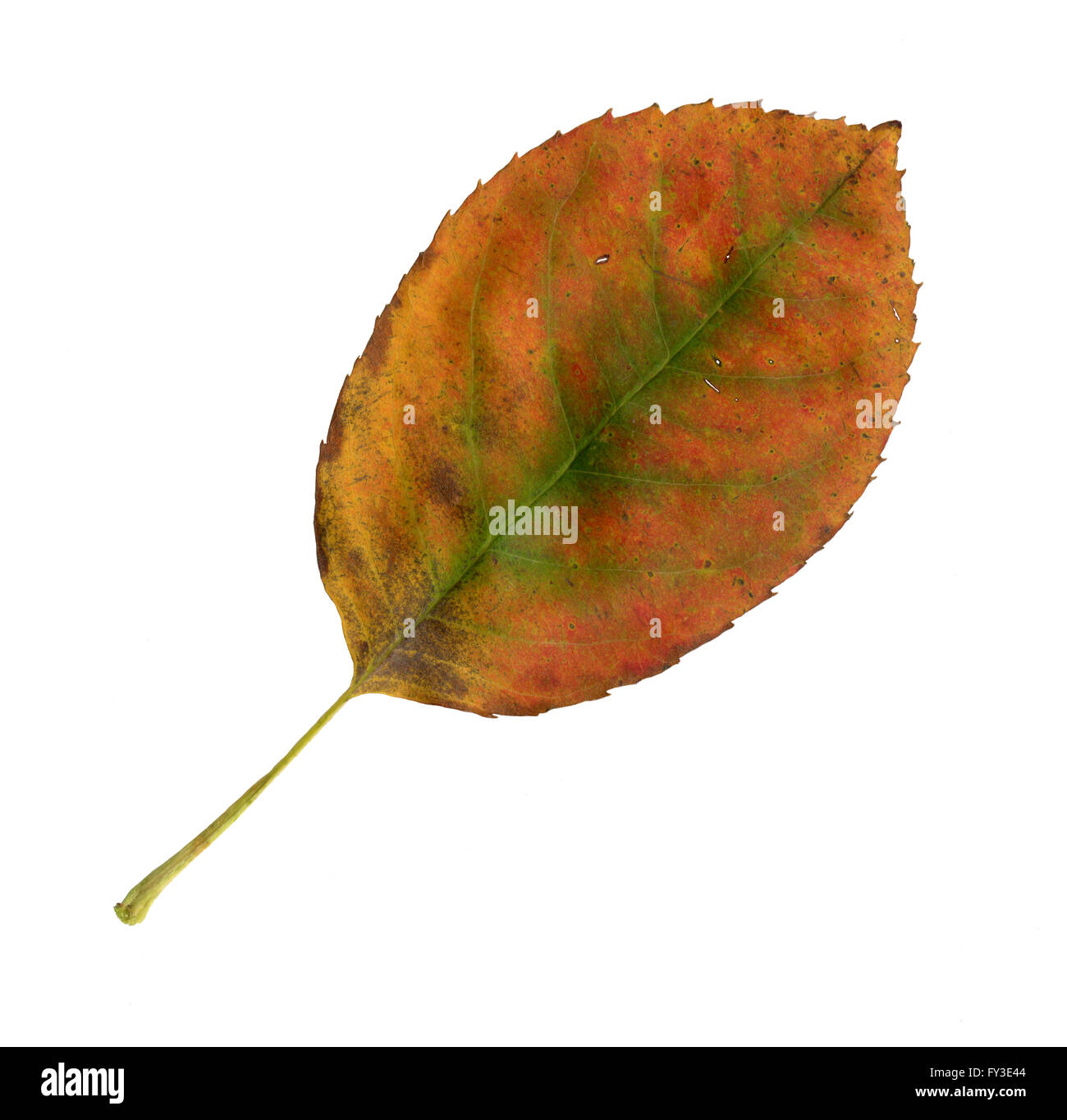 Upper surface of a leaf of the Snowy Mespilus in autumn, Amelanchier ...