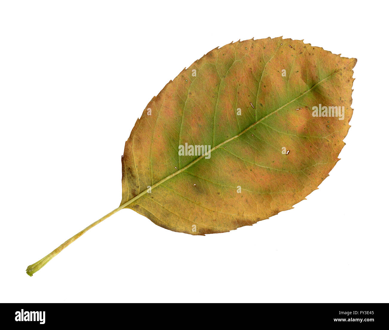 Undersurface of a leaf of the Snowy Mespilus in autumn, Amelanchier ...