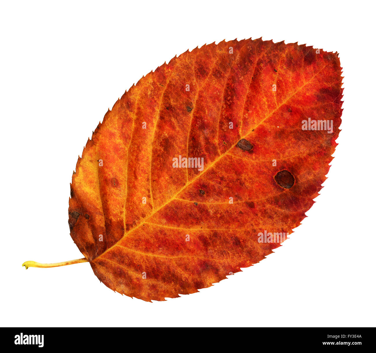 Upper surface of leaf Cut Out Stock Images & Pictures - Alamy