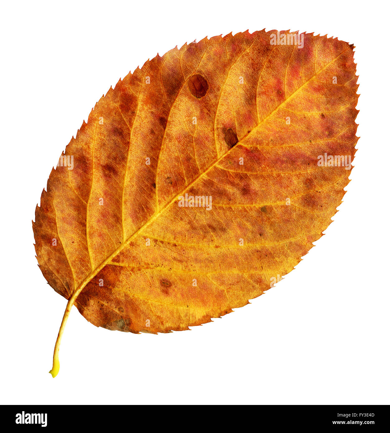 Shrub leaves autumn Cut Out Stock Images & Pictures - Alamy