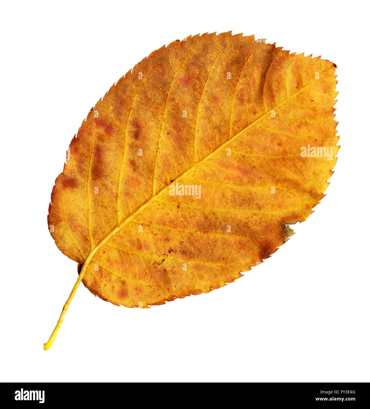 Undersurface of a leaf of the Snowy Mespilus in autumn, Amelanchier ...