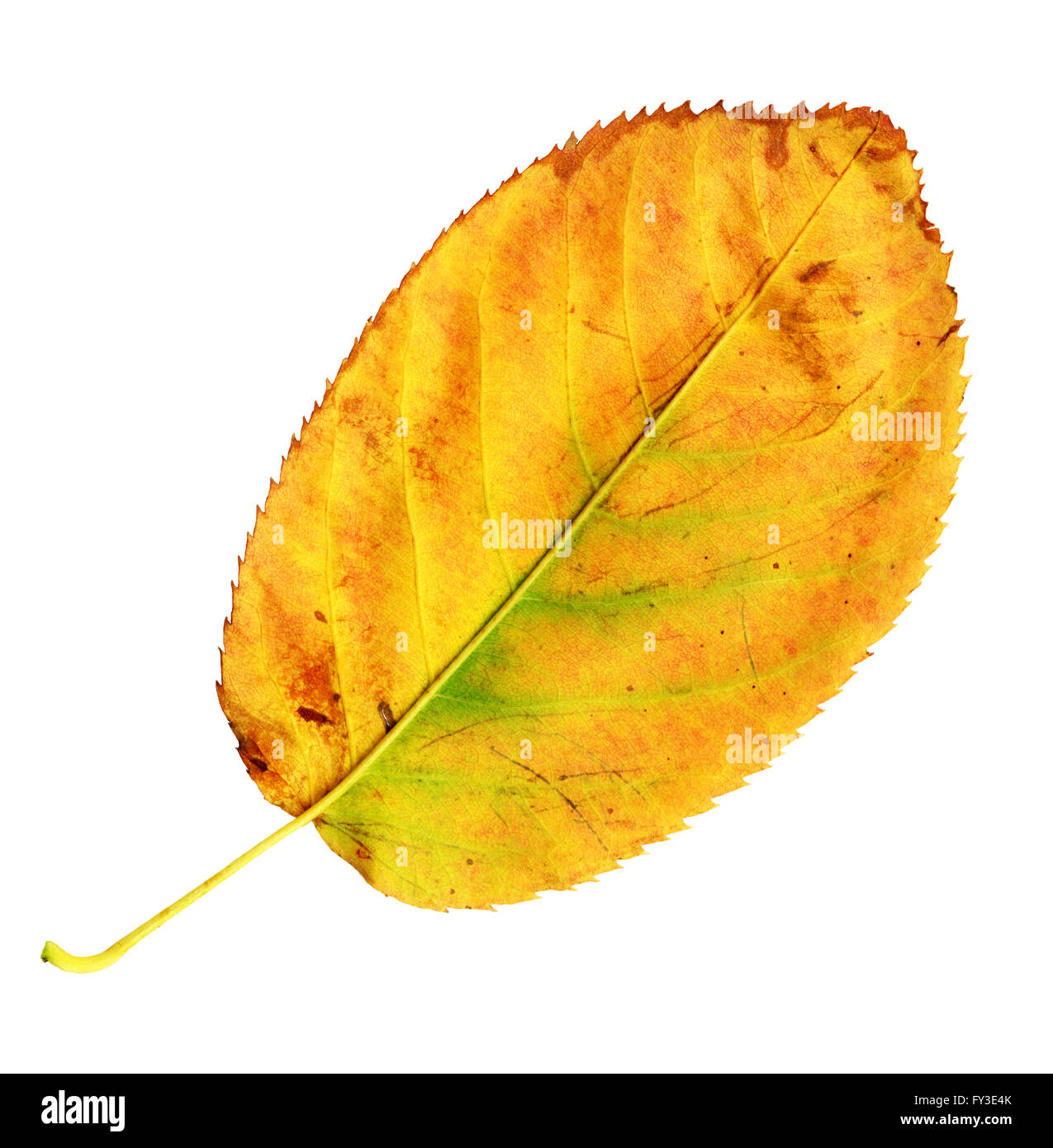 Shrub leaves autumn Cut Out Stock Images & Pictures - Alamy